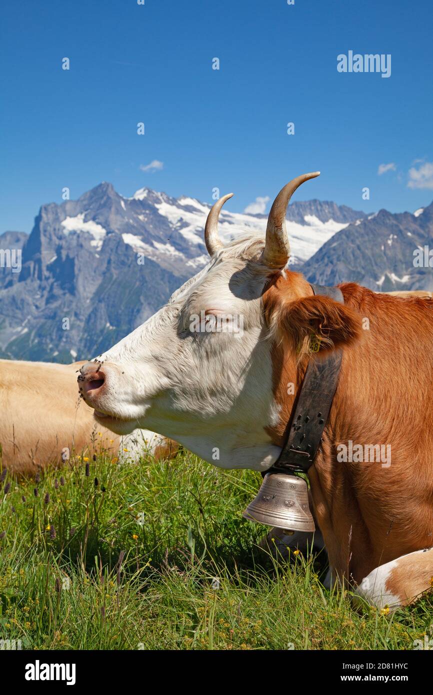 Swiss cows on the farm Stock Photo - Alamy