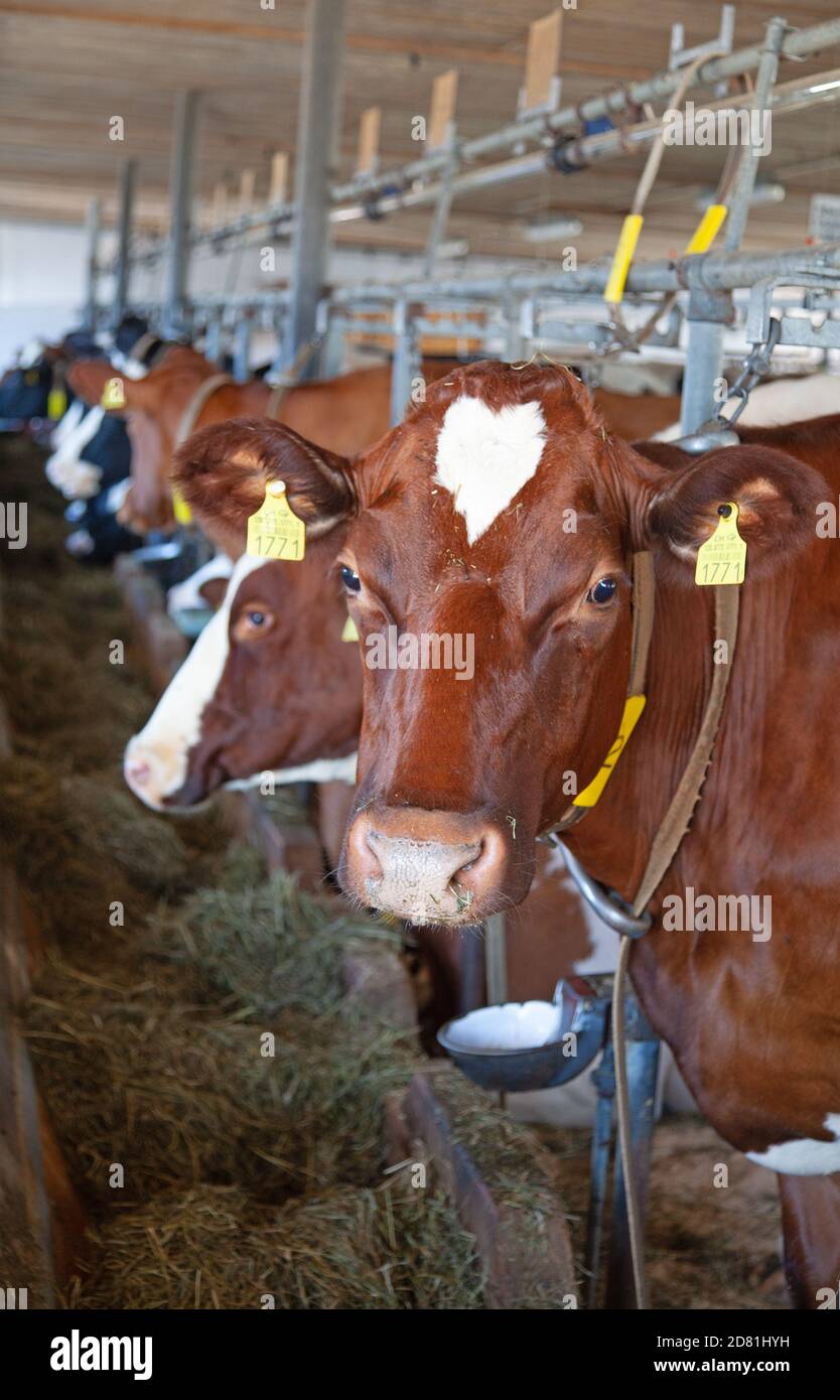 Swiss cows on the farm Stock Photo - Alamy