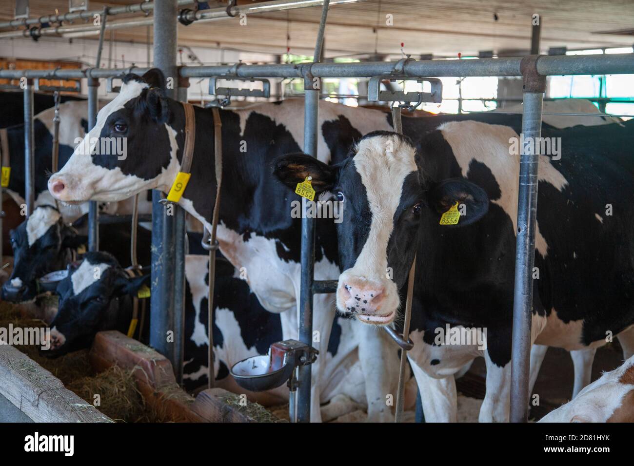 Swiss cows on the farm Stock Photo - Alamy