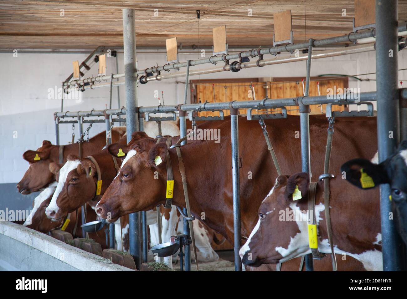 Swiss cows on the farm Stock Photo - Alamy