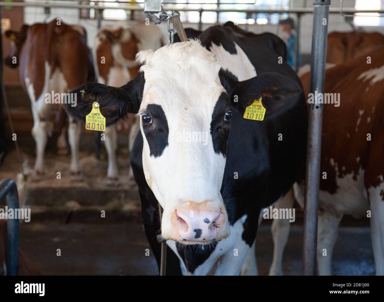 Swiss cows on the farm Stock Photo - Alamy