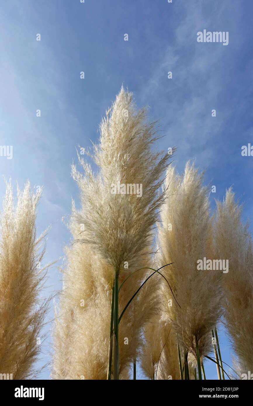 Cortaderia selloana, commonly known as pampas grass Stock Photo - Alamy