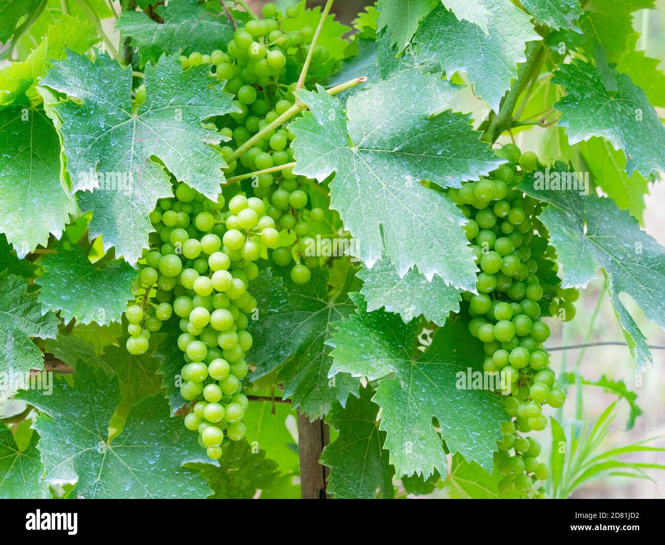 bunch and leaves of grapes with a Bordeaux mixture patina. Authorized ...