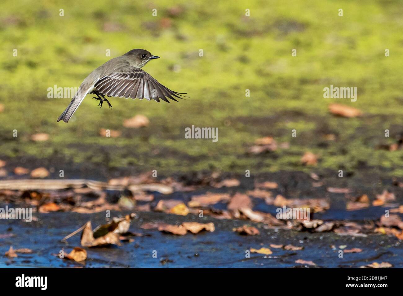 Eastern Phoebe during autumn migration Stock Photo - Alamy
