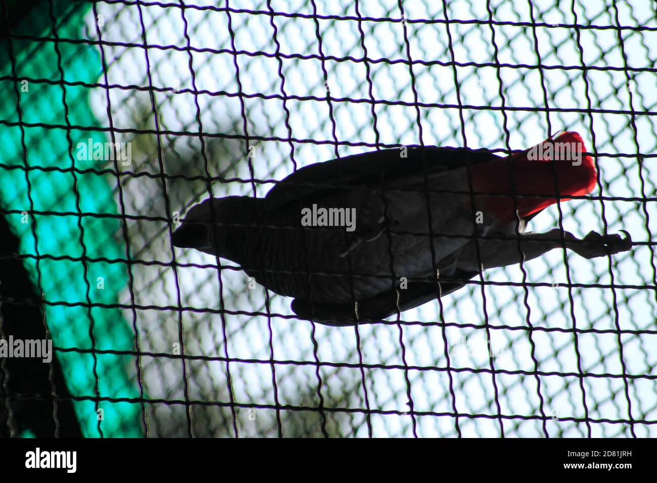 Fly from below hi-res stock photography and images - Alamy