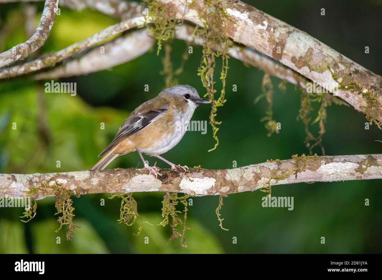 Gray-headed Robin Heteromyias cinereifrons Curtin Fig National Park ...