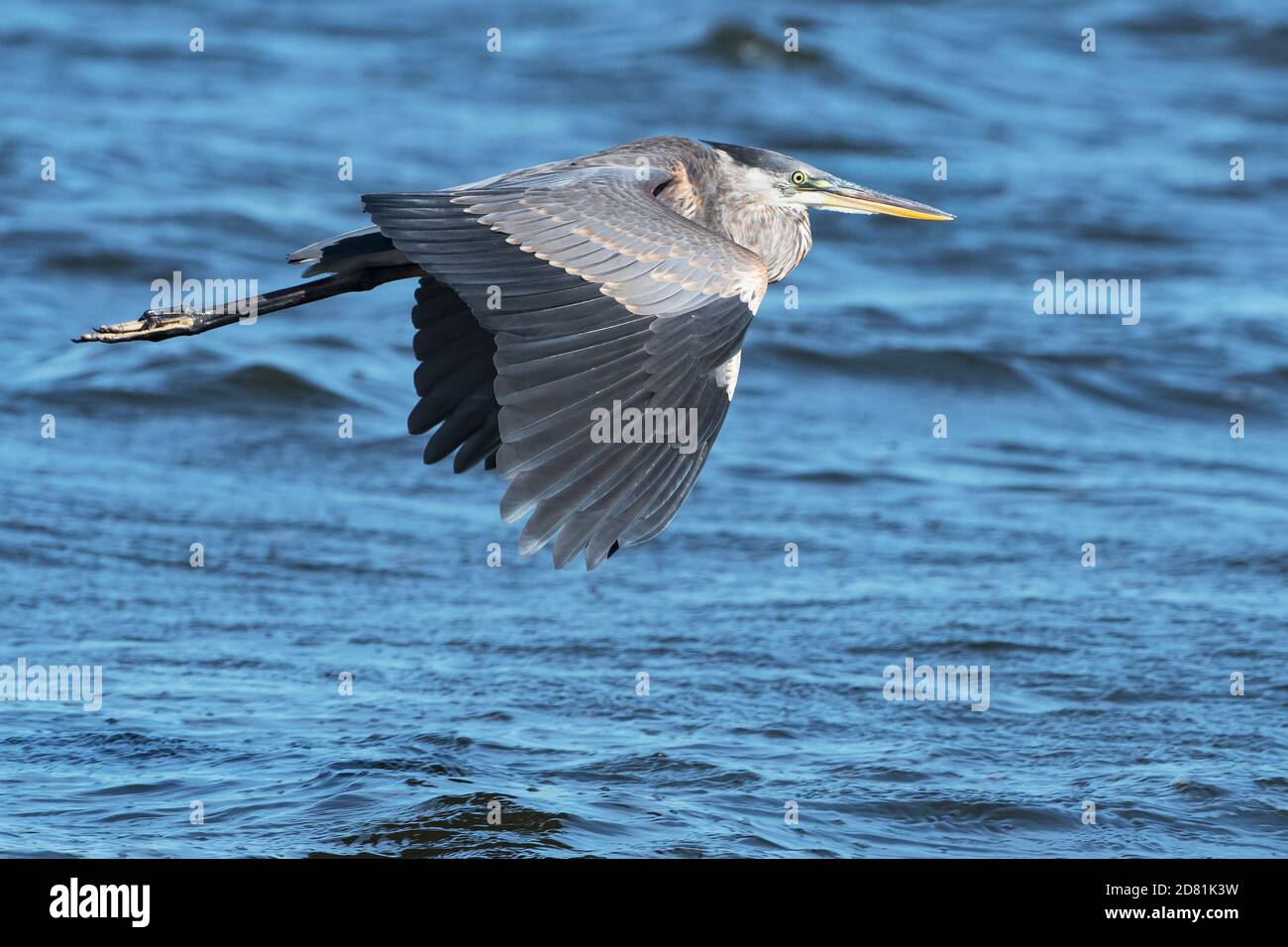 Great blue heron in flight up close Stock Photo - Alamy