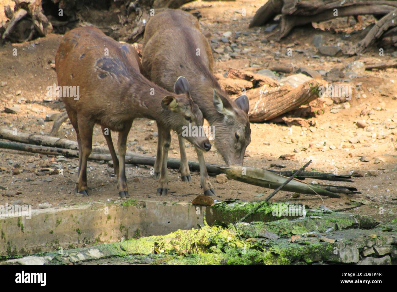 Two deer eat food in grass field in the evening time at Thung Kamang ...