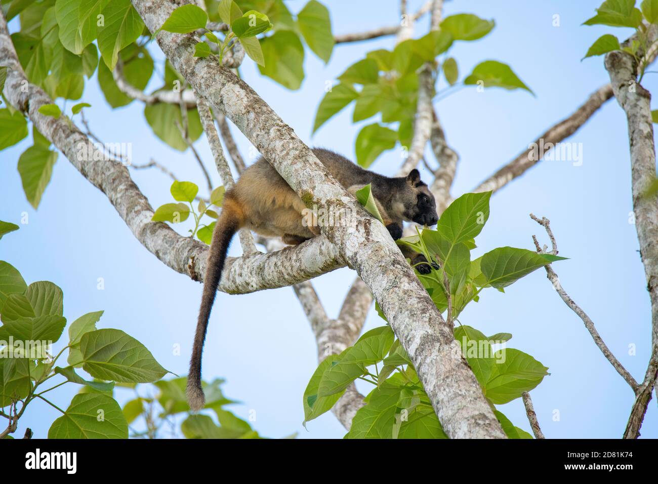 Lumholtz's Tree-Kangaroo Dendrolagus lumholtzi Nerada Tea Plantation ...