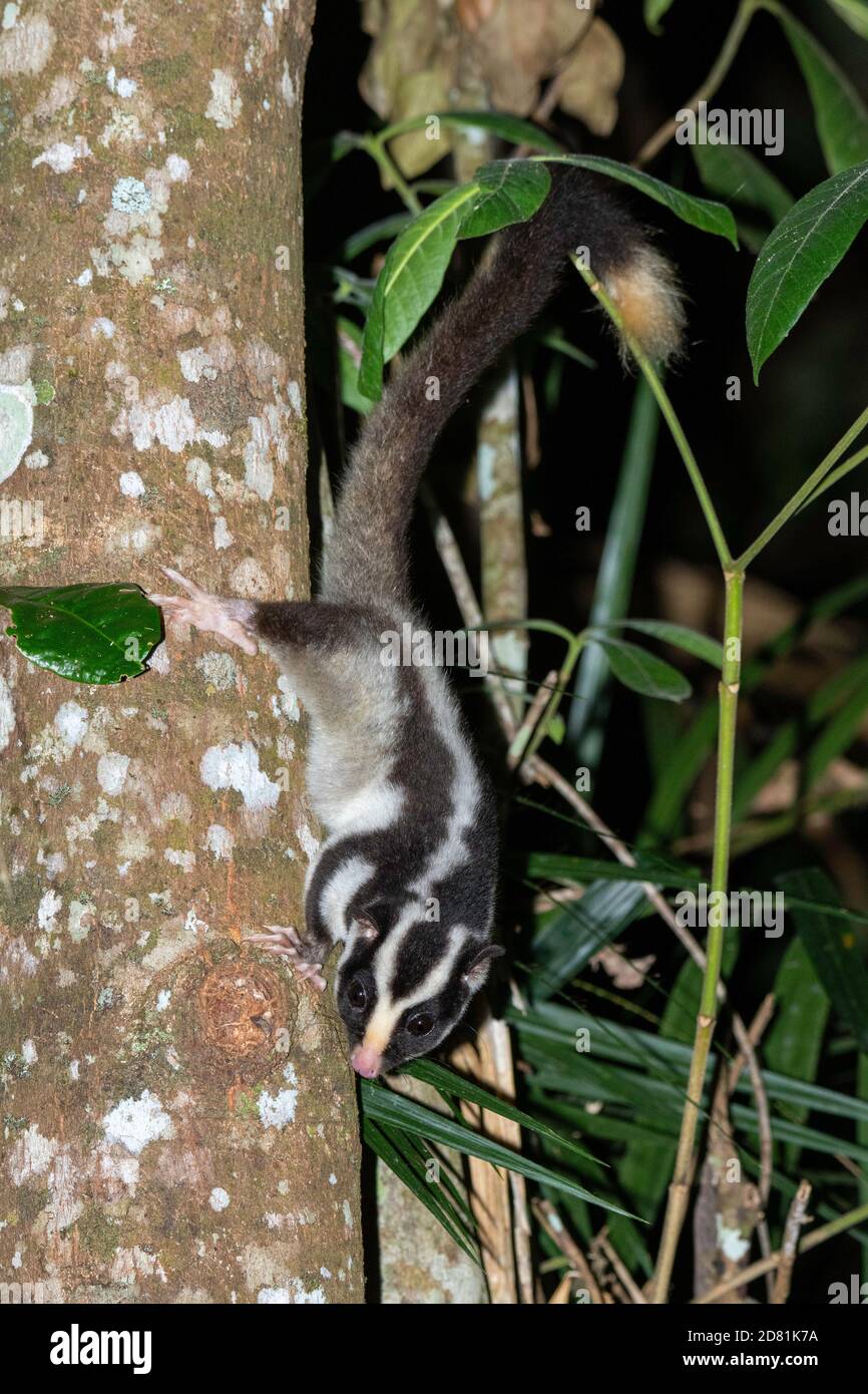 Striped Possum Dactylopsila trivirgata Chambers Rainforest Lodge ...