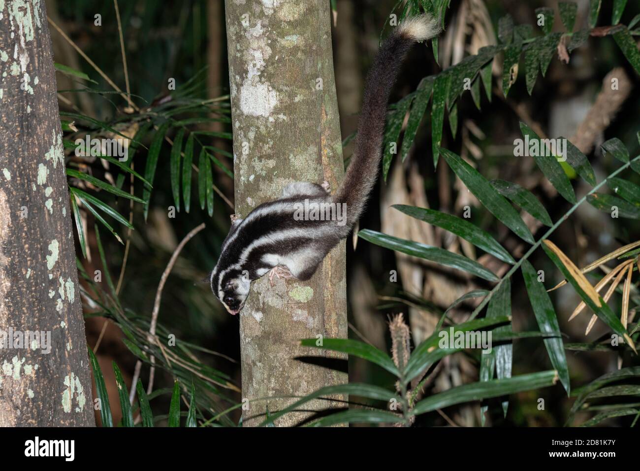 Striped Possum Dactylopsila trivirgata Chambers Rainforest Lodge ...