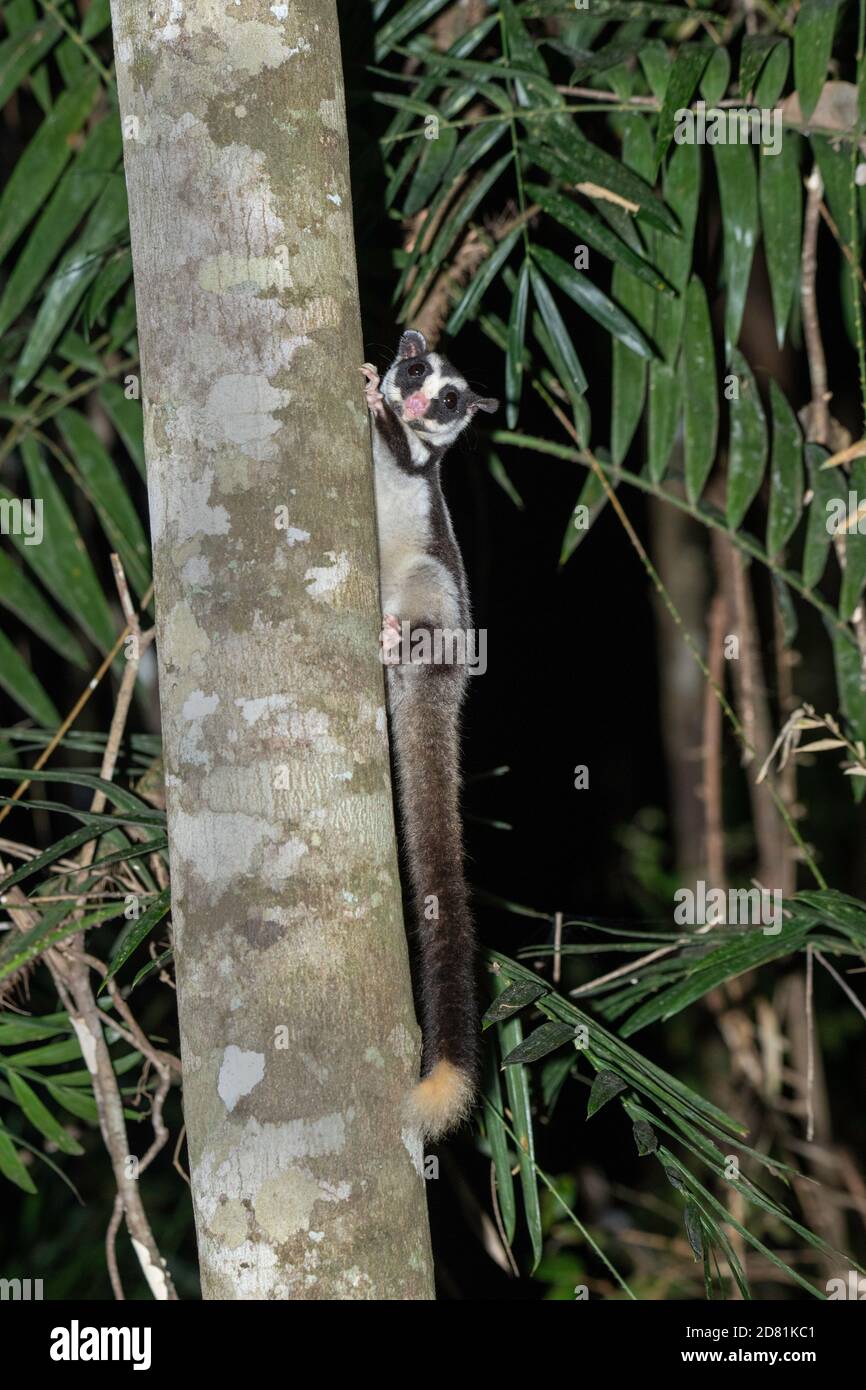 Front incisors hi-res stock photography and images - Alamy