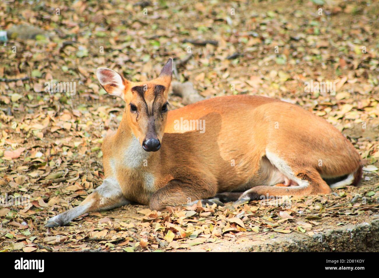 Chital, Cheetal, Spotted deer, Axis deer lie down and look at the ...