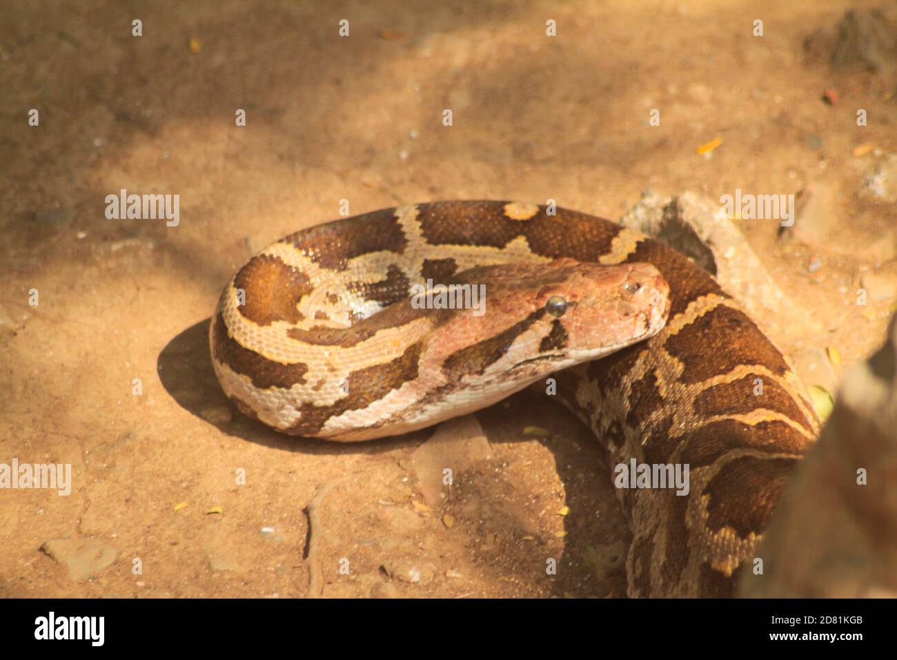 Portrait of an adult reticulated python , close up. blur background ...