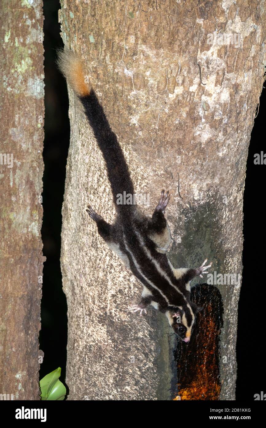 Striped Possum Dactylopsila trivirgata Chambers Rainforest Lodge ...