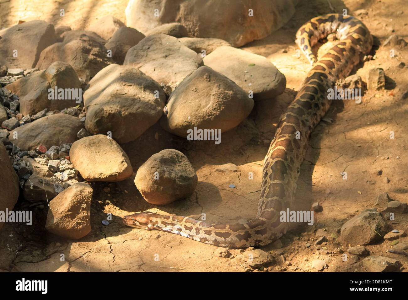 Portrait of an adult reticulated python , close up. blur background ...
