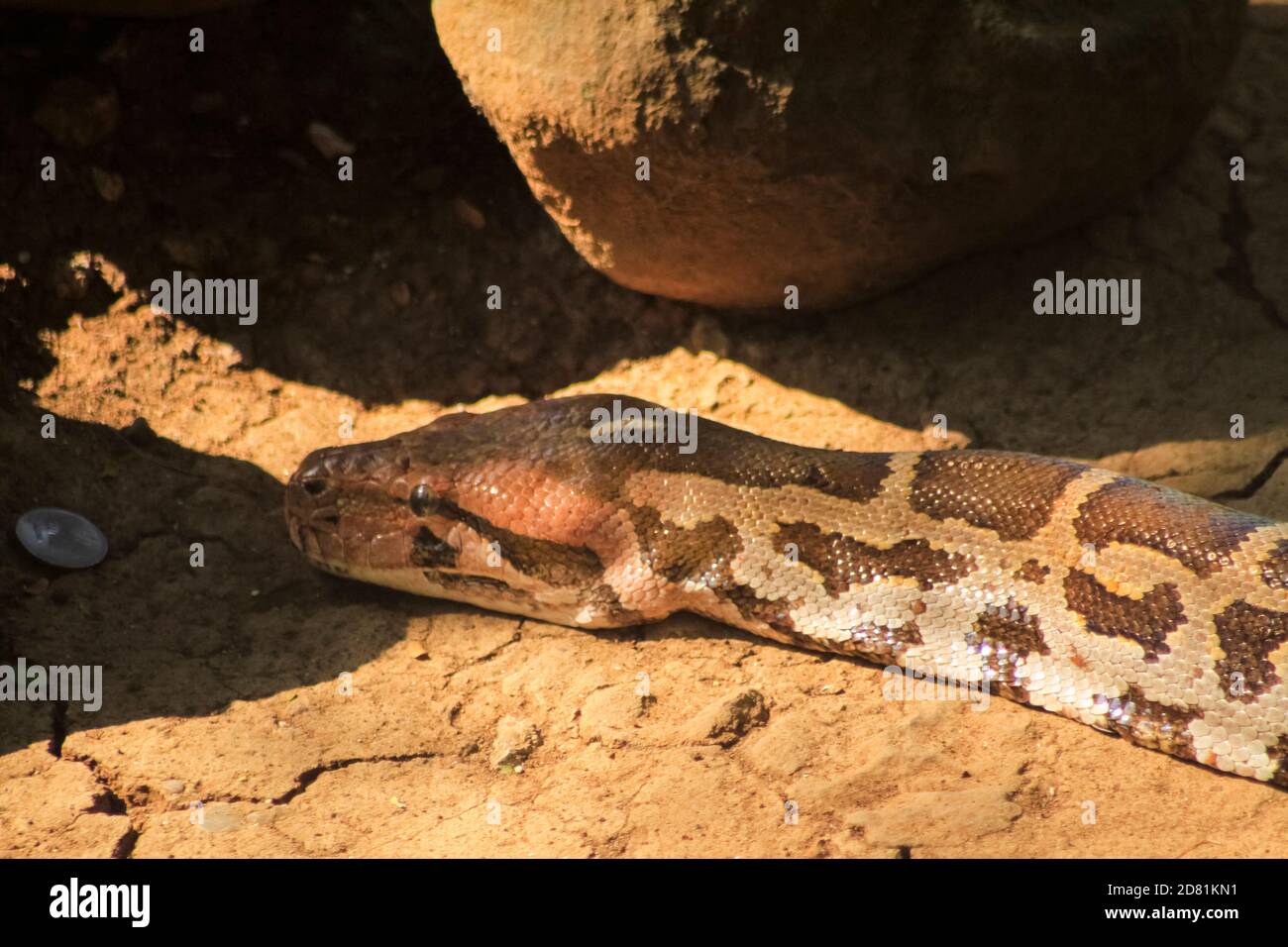 Portrait of an adult reticulated python , close up. blur background ...