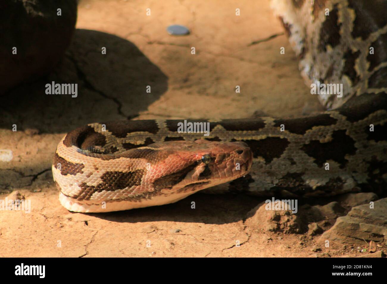 Portrait of an adult reticulated python , close up. blur background ...