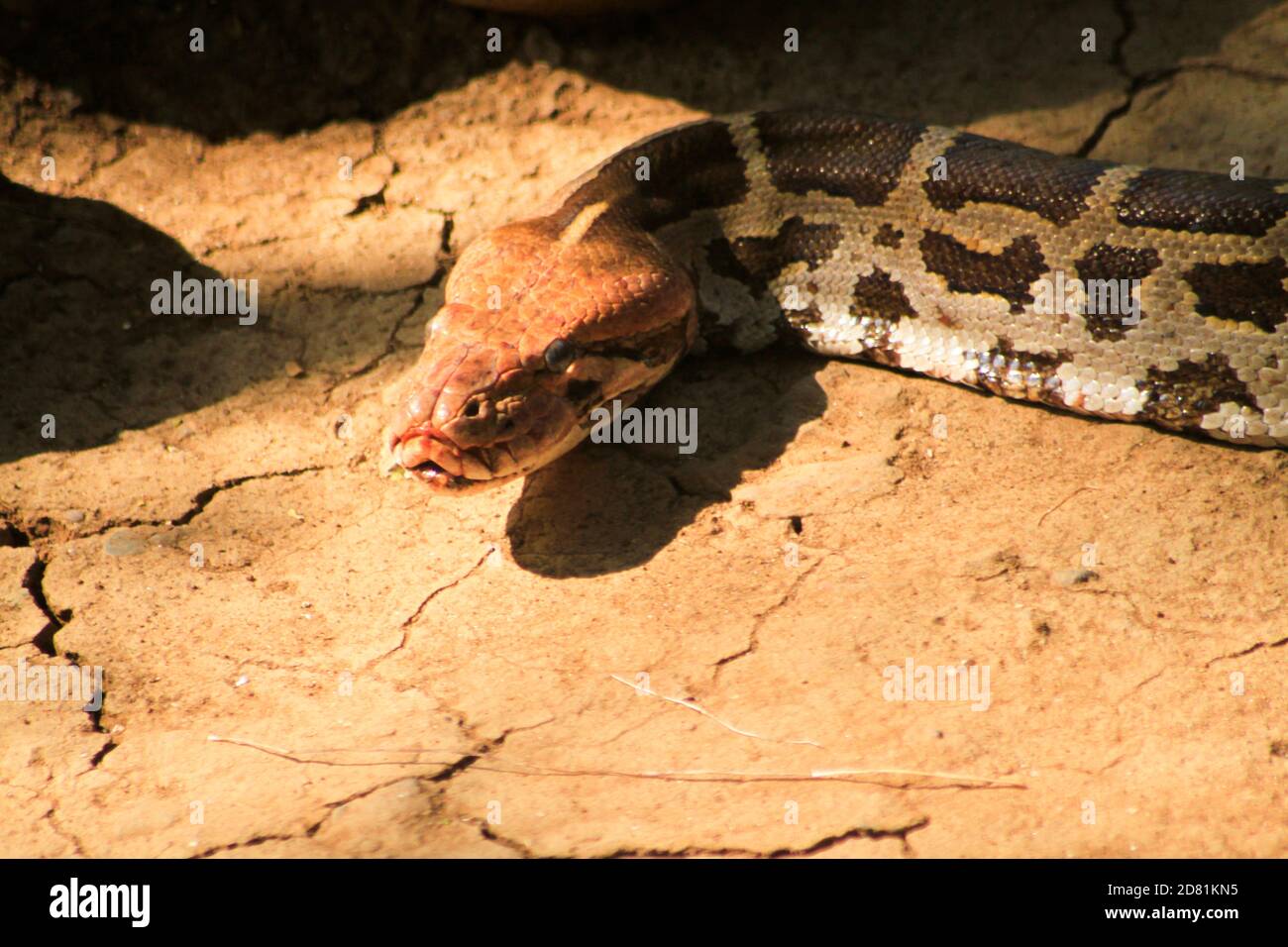 Portrait of an adult reticulated python , close up. blur background ...