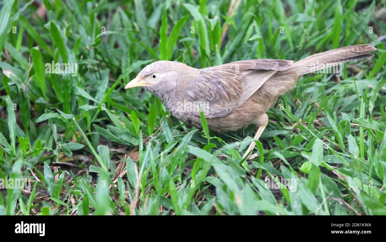 Ceylon Rufous Babbler (Turdoides rufescens) collects food on the lawn ...