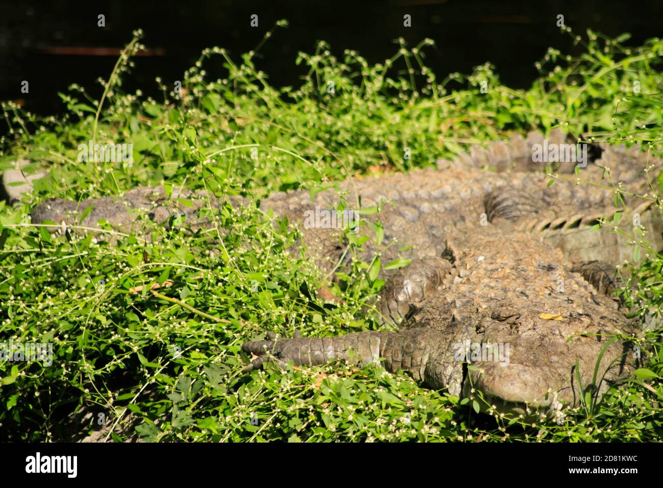 Real crocodile hi-res stock photography and images - Alamy