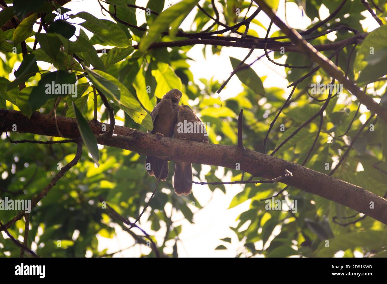 Mating interactions, pair-bonding: mutual cleaning of the plumage (preening). Ceylon Rufous ...