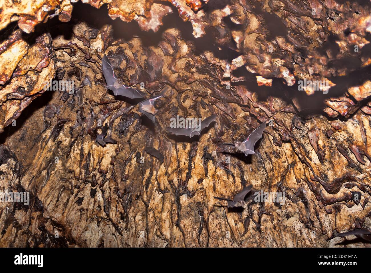 Tens of thousands of bats in huge caves in Southeast Asia. Animals hang ...