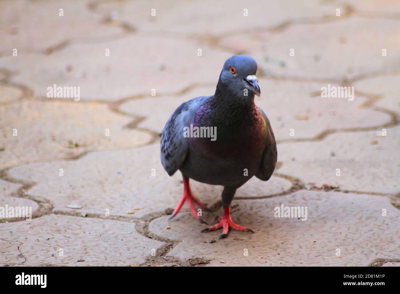 Beautiful speed hi-res stock photography and images - Alamy