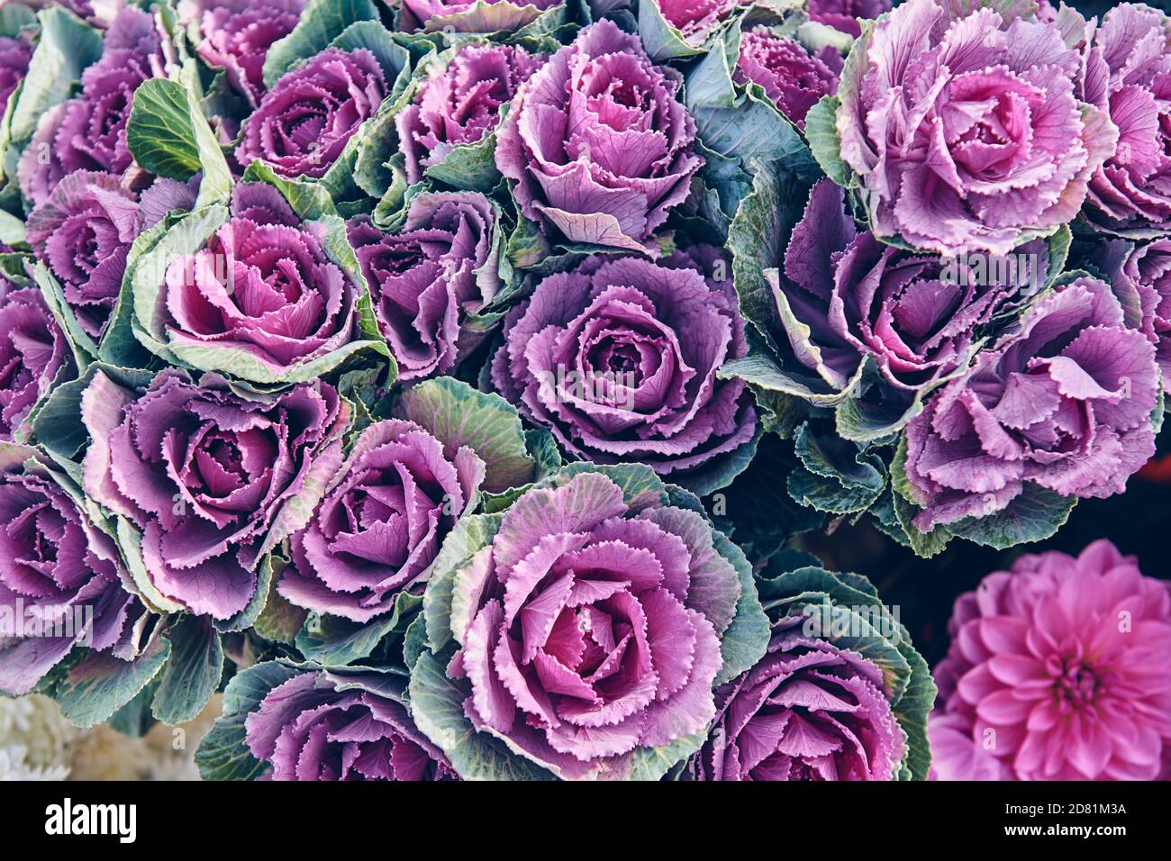 Fresh violet Cabbage plant leaves. Flower bloom texture. Natural ...