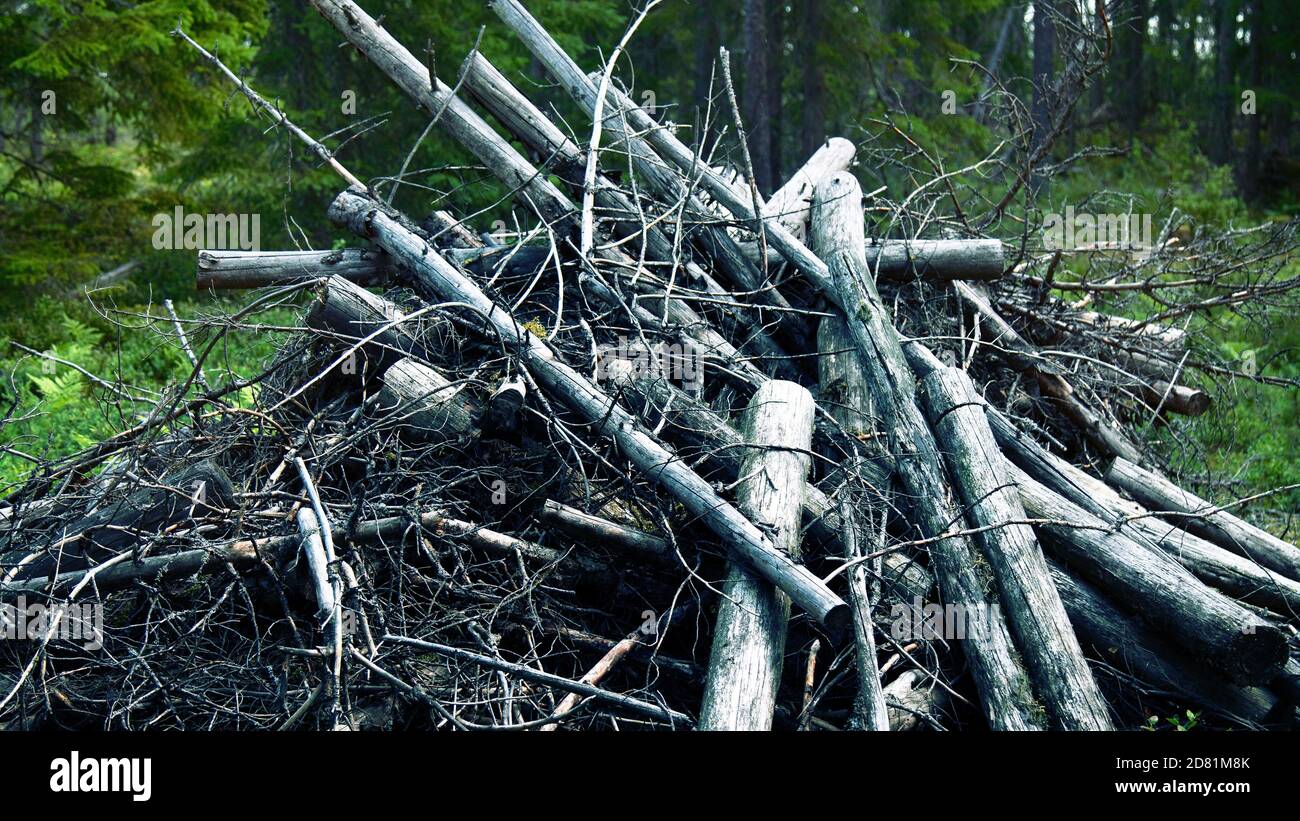 remains of cutting,, logging waste in the Northern boreal coniferous ...