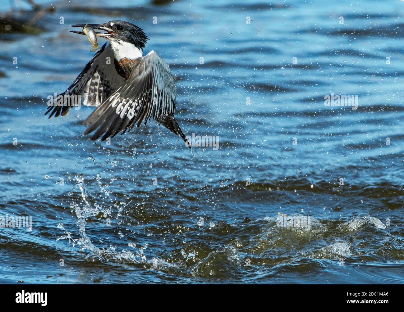 Belted kingfisher flight with fish after successful dive during autumn ...