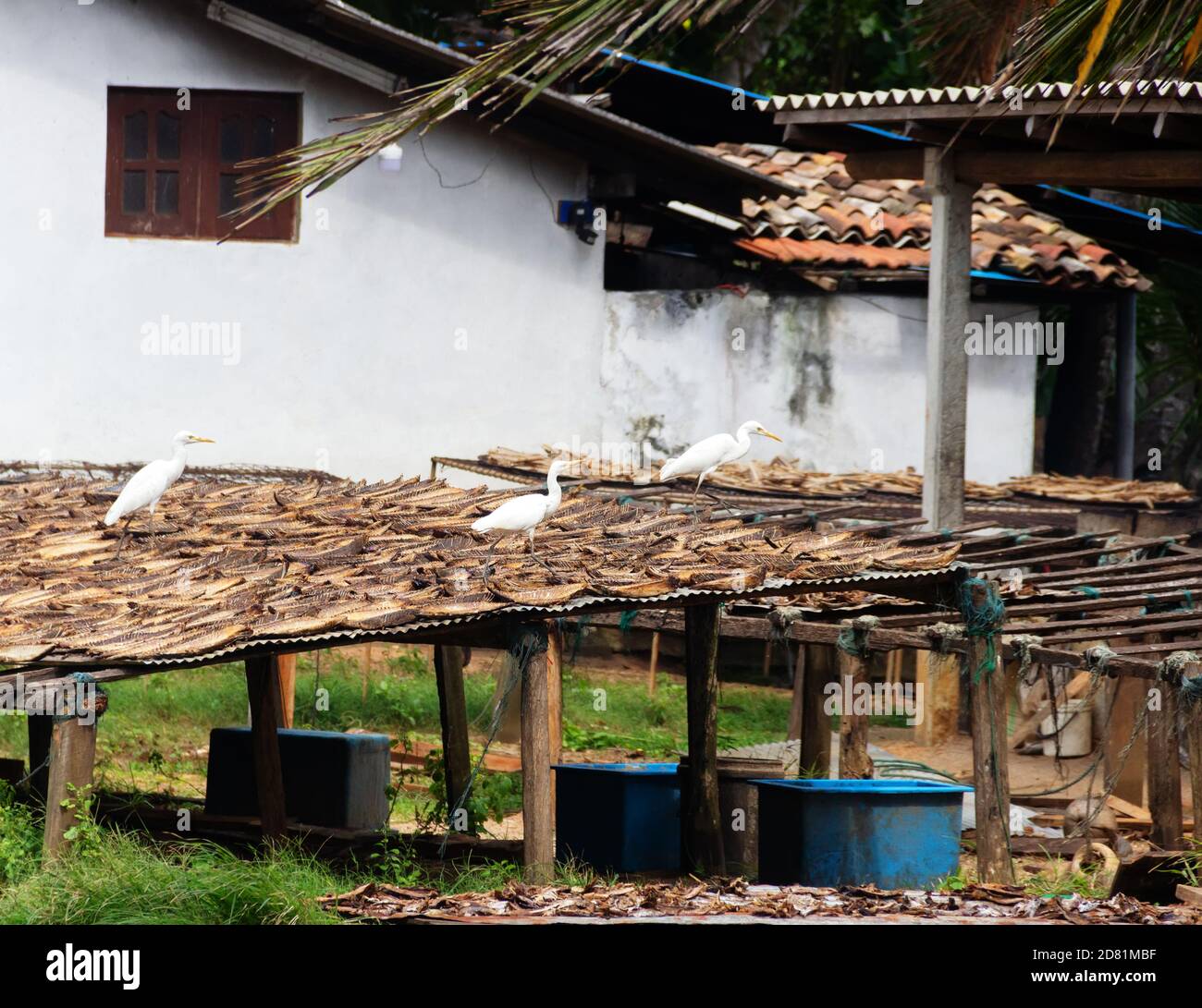 Small fish processing plant. Drying fish on the shore of a tropical sea ...