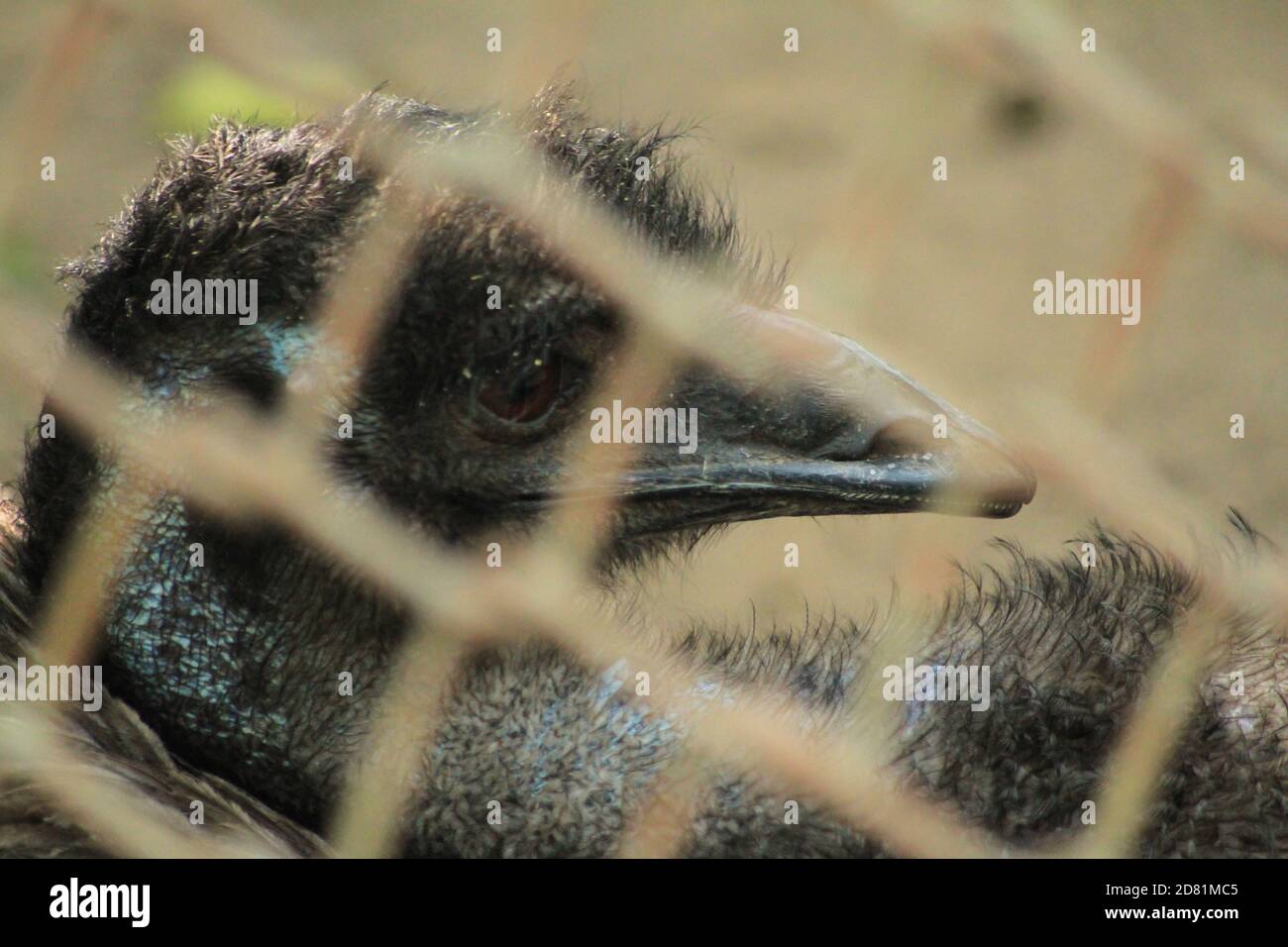 Ostrich in the cell in a zoo. Content in captivity. Animal Rescue.blur ...