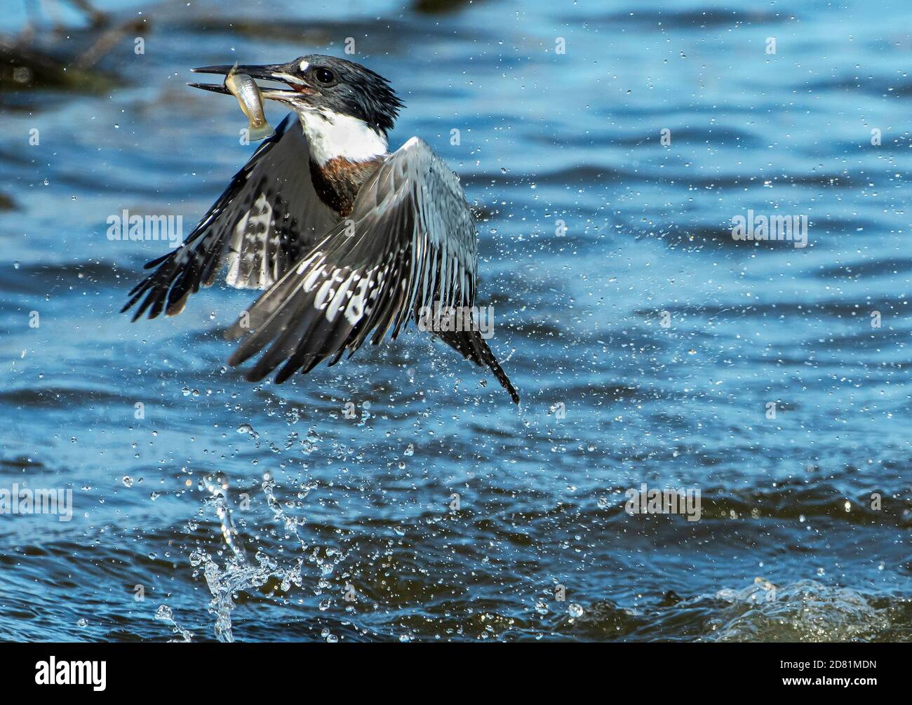 Belted kingfisher flight with fish after successful dive during autumn ...