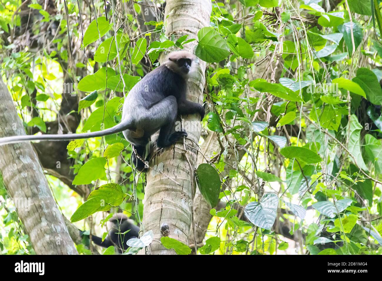 Purple-faced langur (Trachypithecus vetulus) is endemic to Sri Lanka at ...