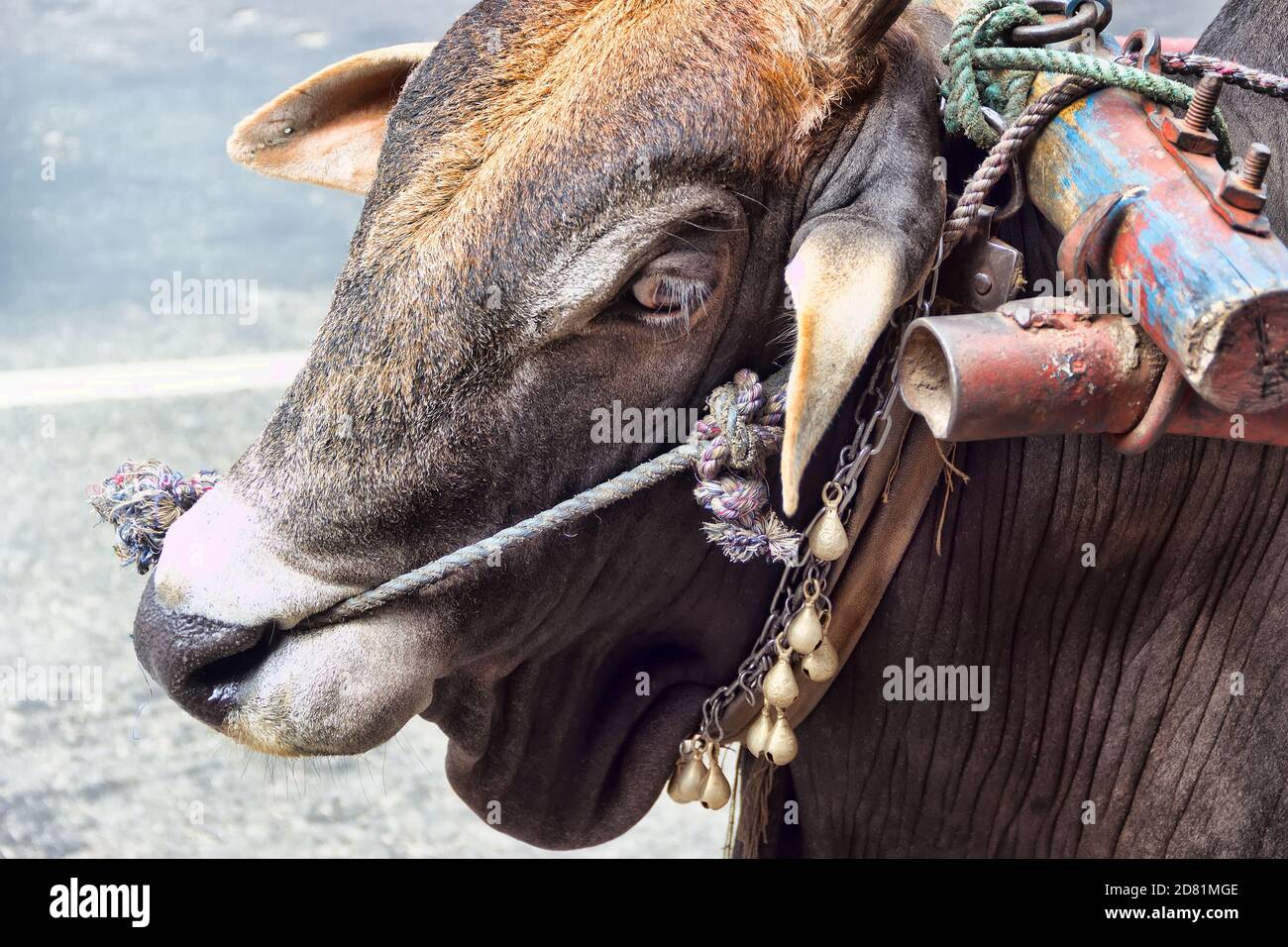Zebu was harnessed to the cart using a special oxbow (wooden yoke). The ...