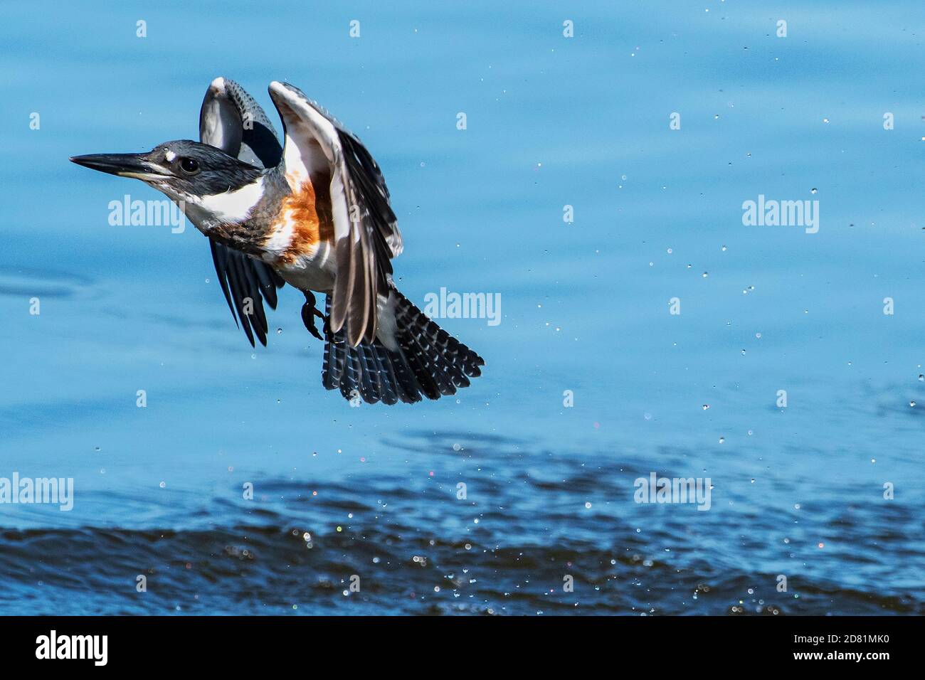 Belted kingfisher flight during autumn migration Stock Photo - Alamy