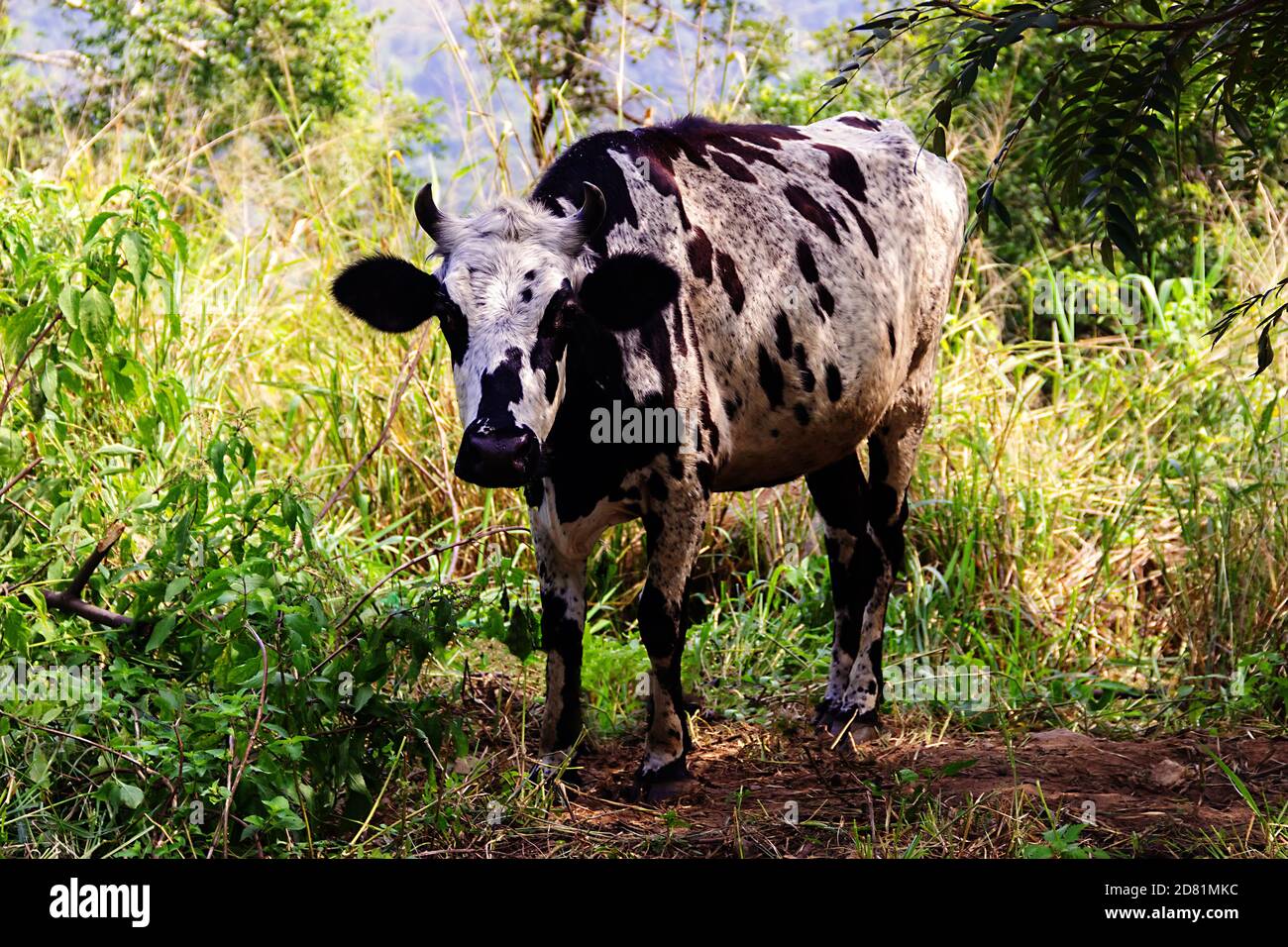 Mottled cow in a mountain shrub meadow. Cattle Breeding Sri Lanka Stock ...