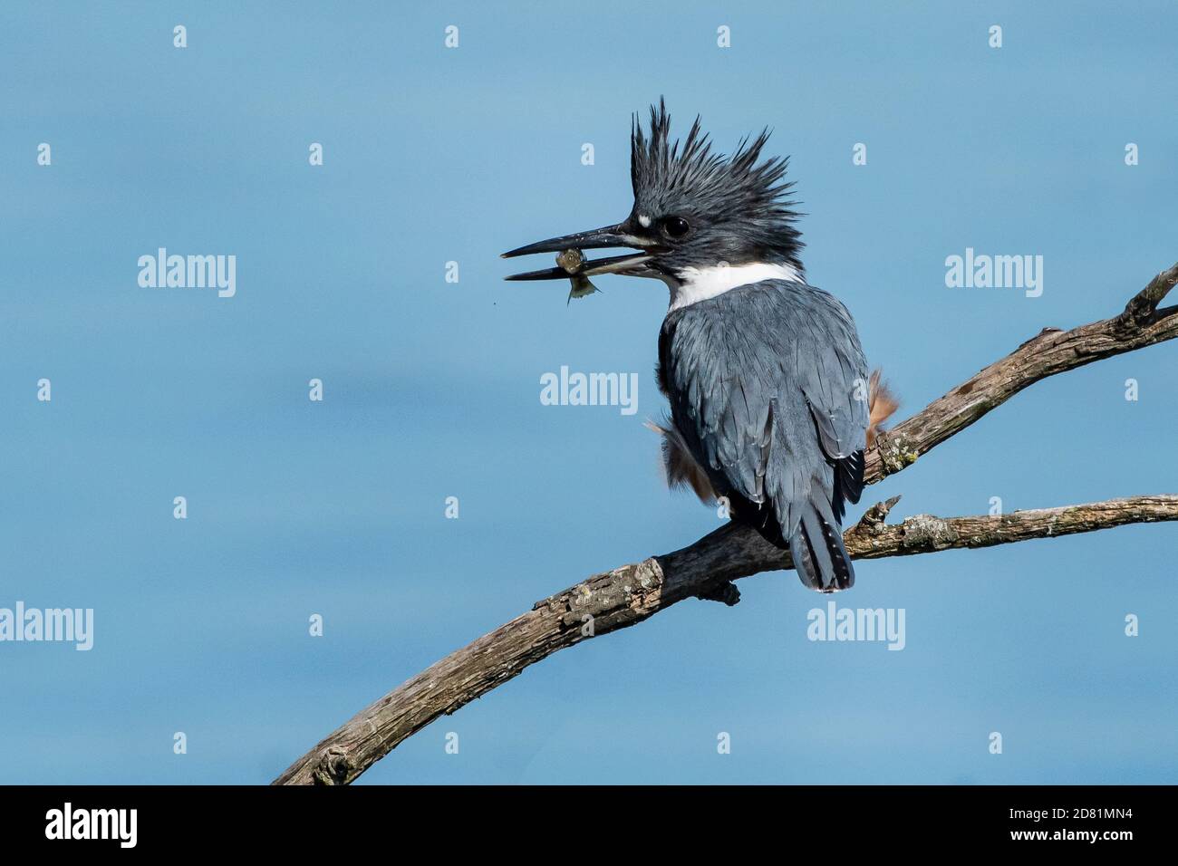 Fish migration hi-res stock photography and images - Alamy