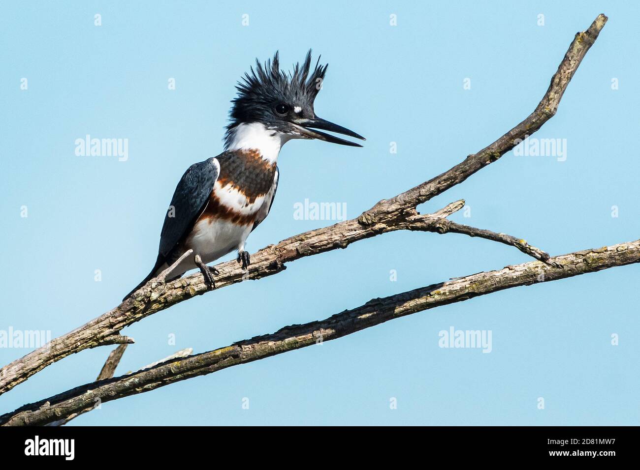 Belted kingfisher during autumn migration Stock Photo - Alamy