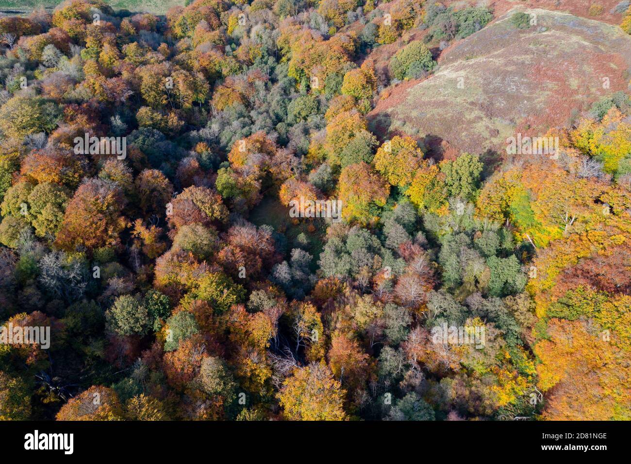Beech woods during fall season hi-res stock photography and images - Alamy