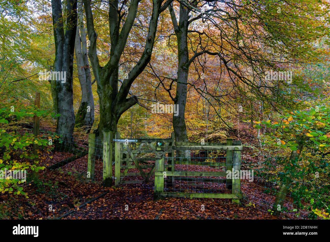 Vale forest hi-res stock photography and images - Alamy