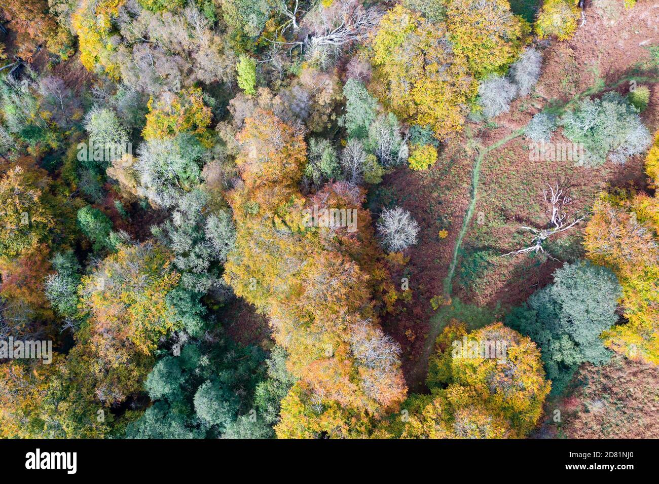 Aerial view of Beech trees in a forest during autumn Stock Photo - Alamy