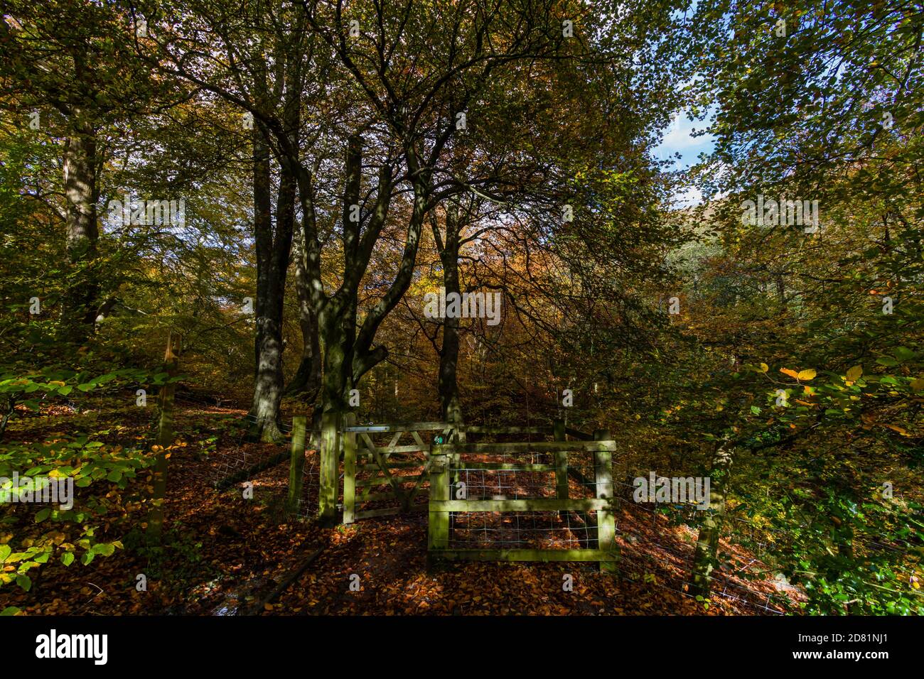 Vale forest hi-res stock photography and images - Alamy