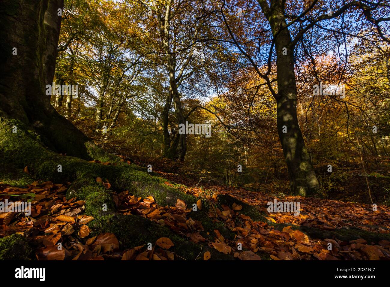 Overhead foliage in the woods hi-res stock photography and images - Alamy