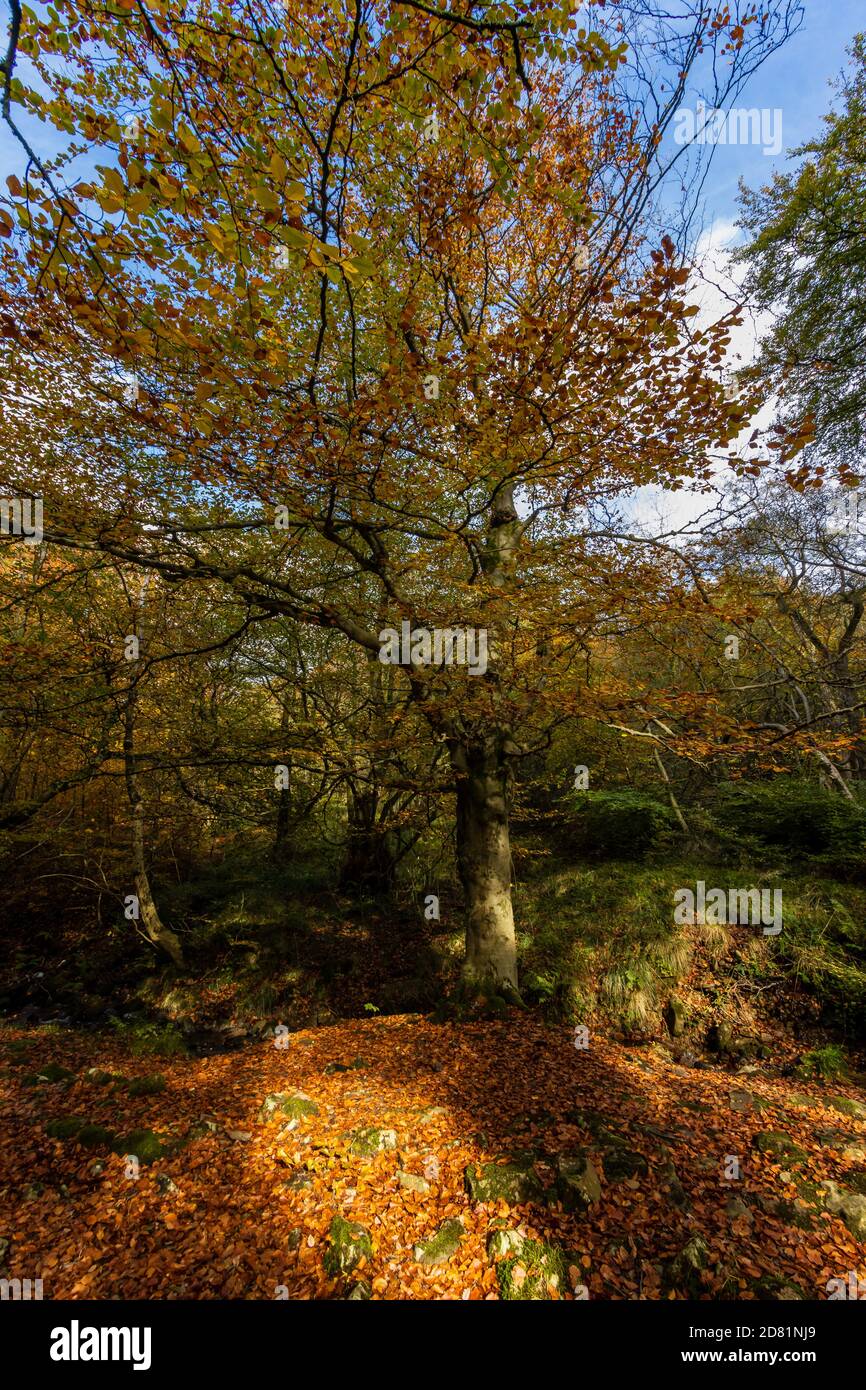 Trees in full autumn colors in a peaceful forest (Wales, UK Stock Photo ...