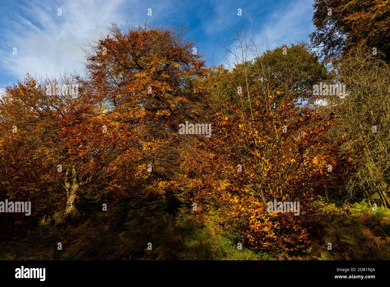 Autumn colours in a small, peaceful forest Stock Photo - Alamy