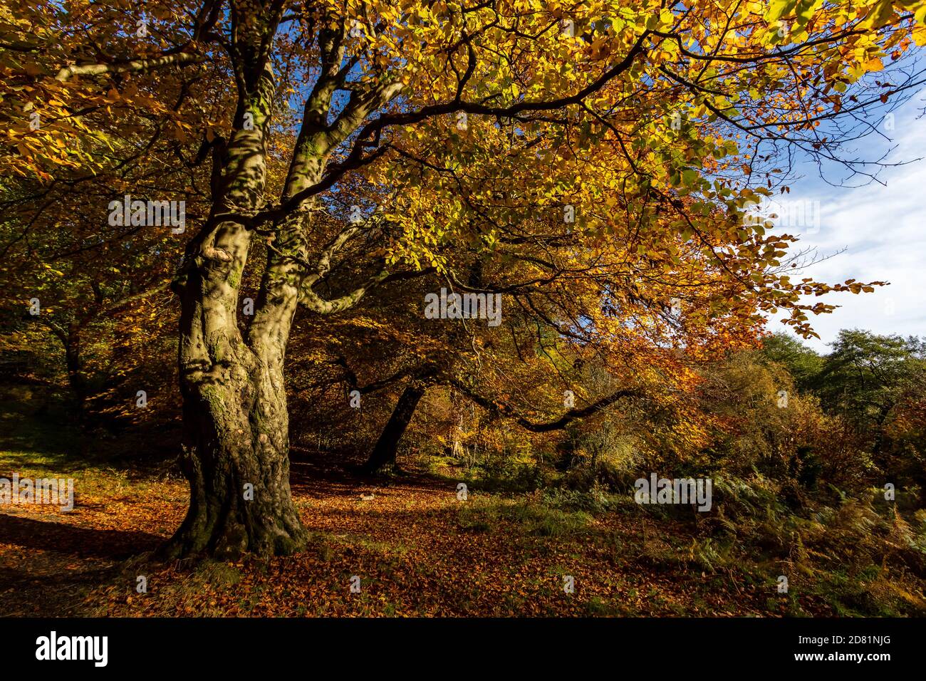 Trees in full autumn colors in a peaceful forest (Wales, UK Stock Photo ...
