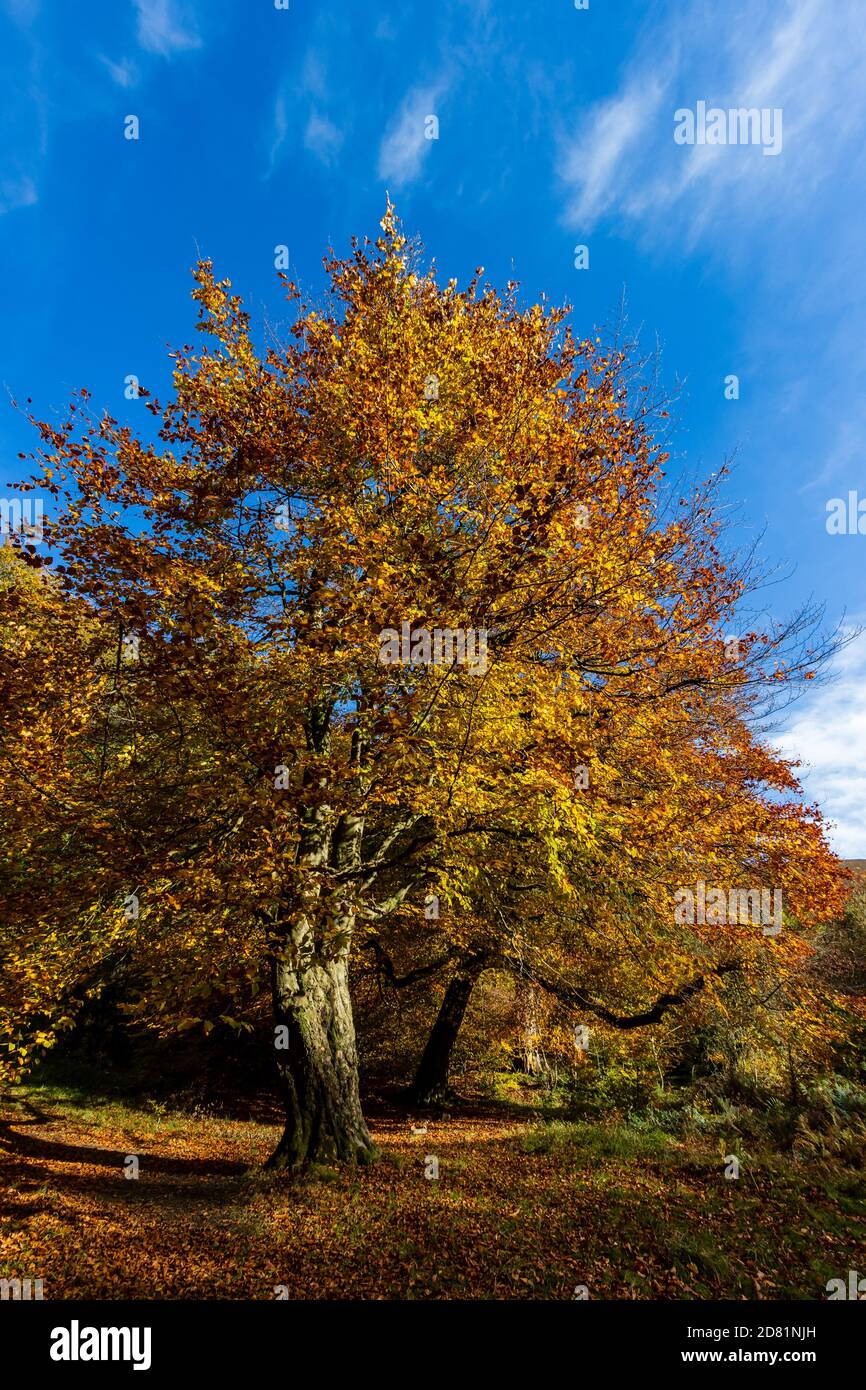 Trees in full autumn colors in a peaceful forest (Wales, UK Stock Photo ...