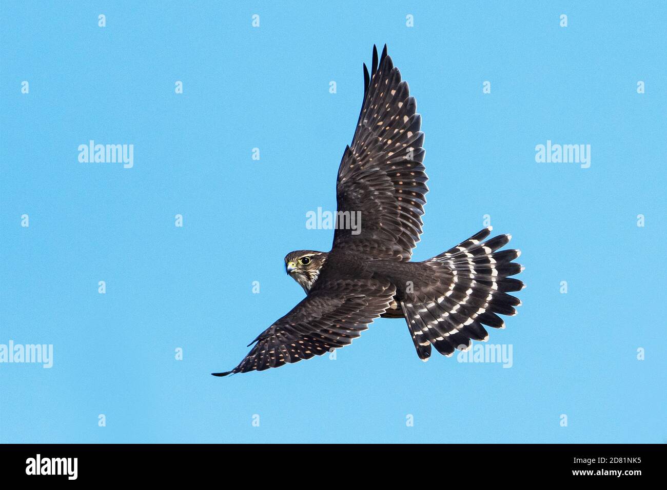 Merlin falcon flight during autumn migration Stock Photo - Alamy
